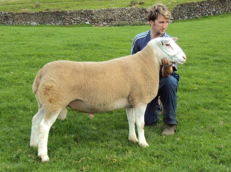 The prize-winning flock of Berrichon Sheep at Newark Farm, Sanquhar